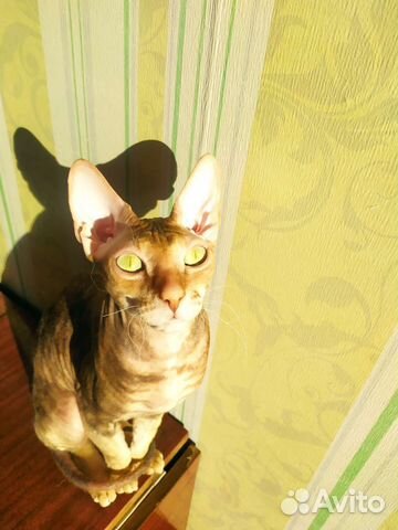 Отдам кошку сфинкс браш
