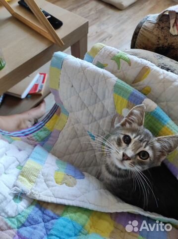 Спасённый котик