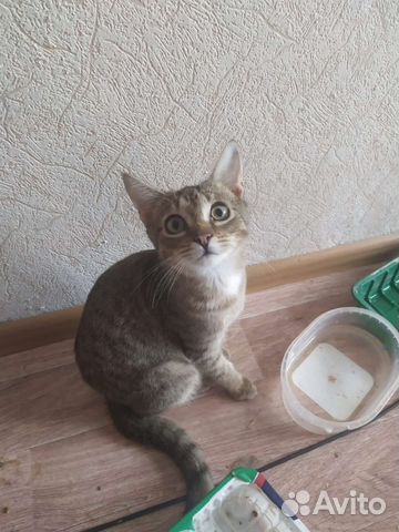 Бублик ищет дом