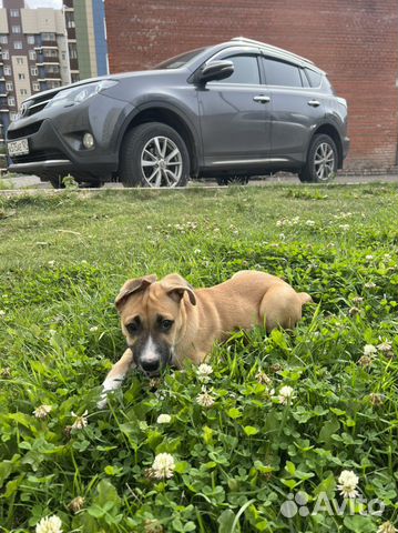 Стаффордширский терьер