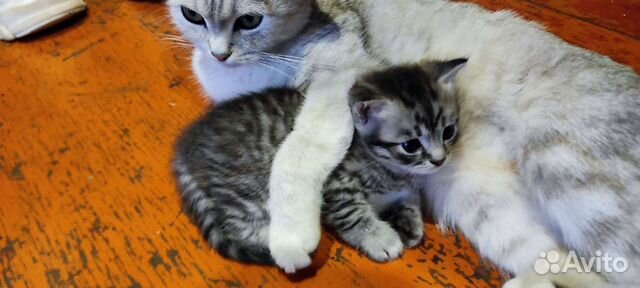 Полубританские котята