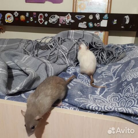 Отдаю 2 крыс девочек в добрые руки