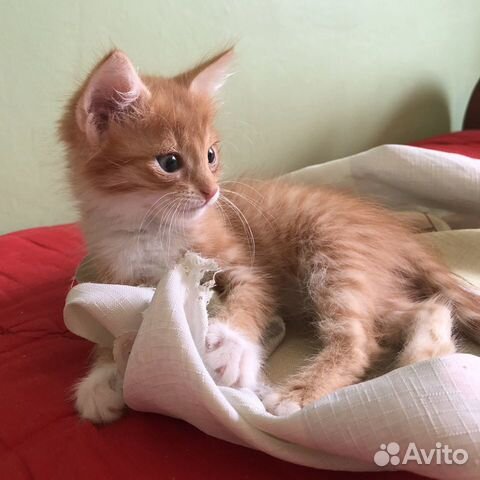 Отдам котенка в добрый руки