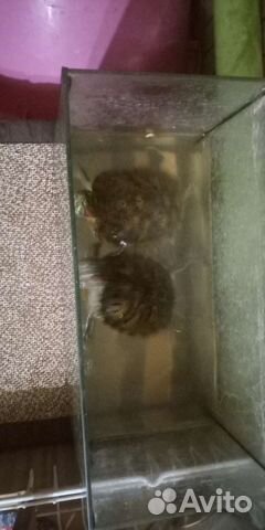 Продам 2 черепах с аквариумом