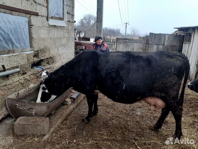 Корова стельная