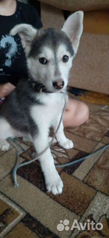 Сибирский хаски