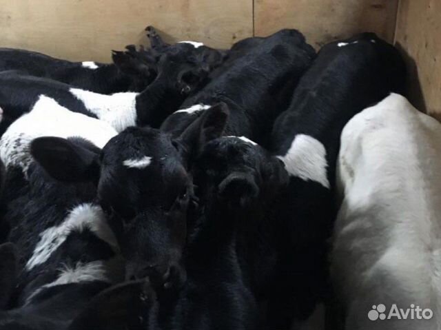 Бычки телочки