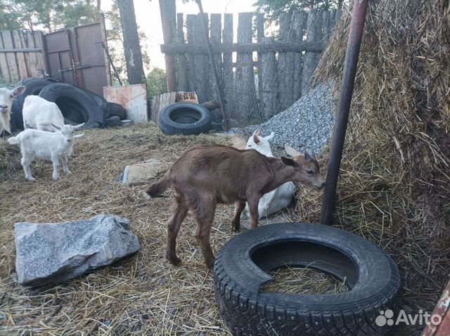 Альпийская и Зааненская козы