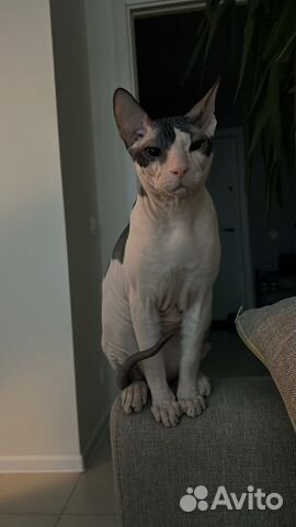 Донской сфинкс вязка