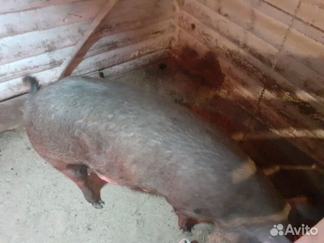 Свиноматка породы дюрок