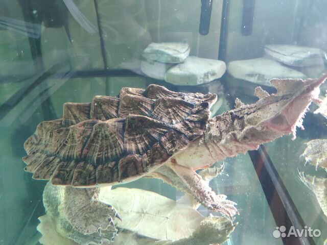 Черепаха Мата мата