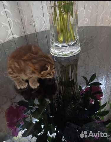 Котенок