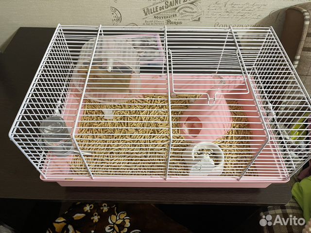 Сирийский хомяк с клеткой