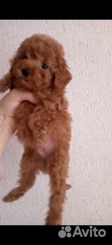 Ред браун щенки мальтипу