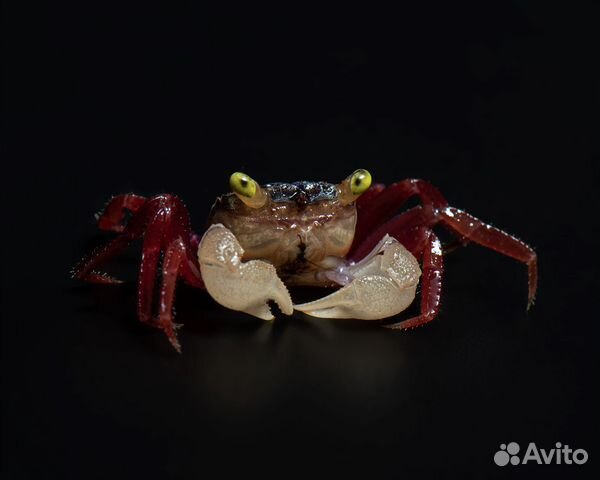 Краб вампир (Geosesarma dennerle)