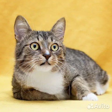 Кот бесплатно