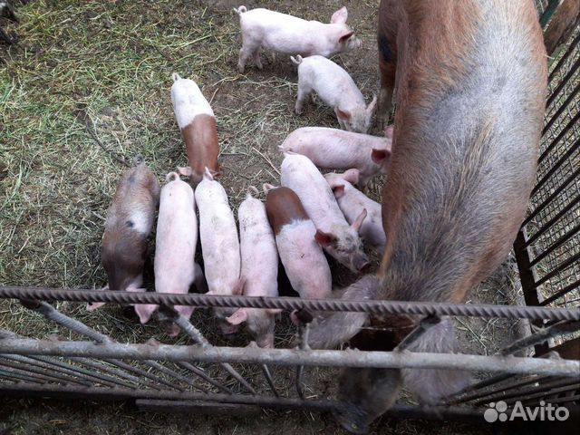 Поросята 1 месяц