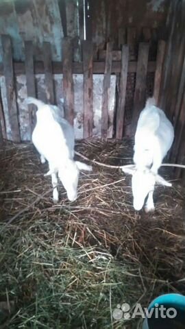 Козы козочки