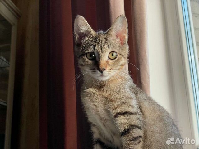 Двухмесячный котенок Сисилия ищет дом песчаная