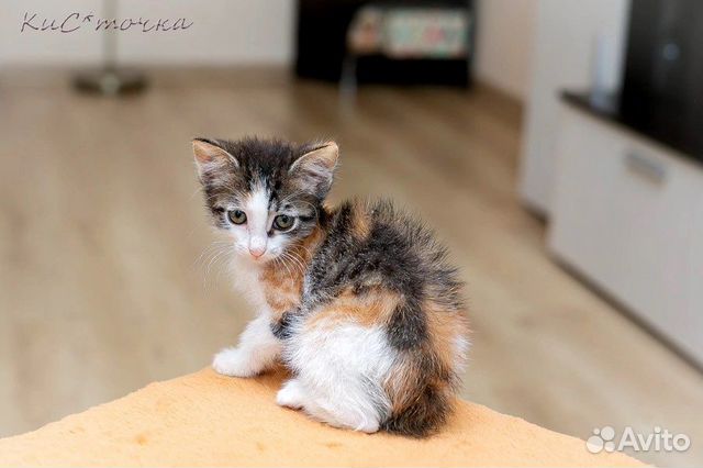 Котодевочка с печальными глазками как у Чебурашки