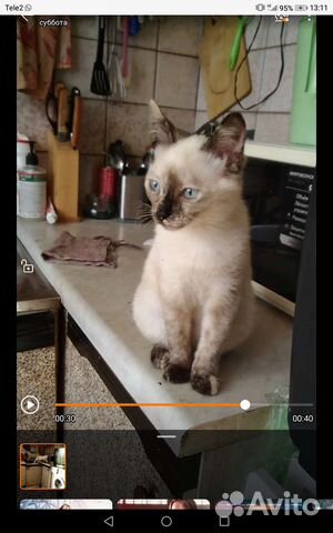 Тайская кошечка
