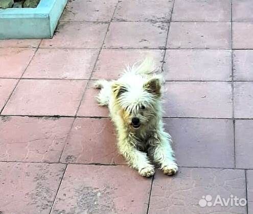 Мелкая собачка Лилли ищет лучшую семью