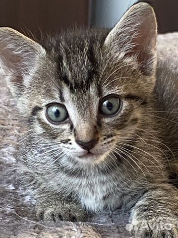 Котик бесплатно в добрые руки