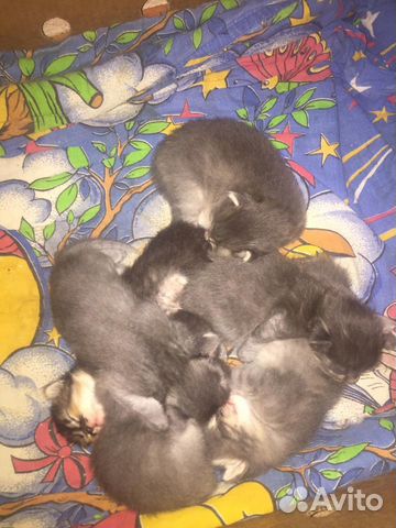 Милые пушистые котята