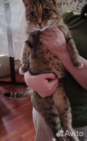 Кошечка в добрый руки