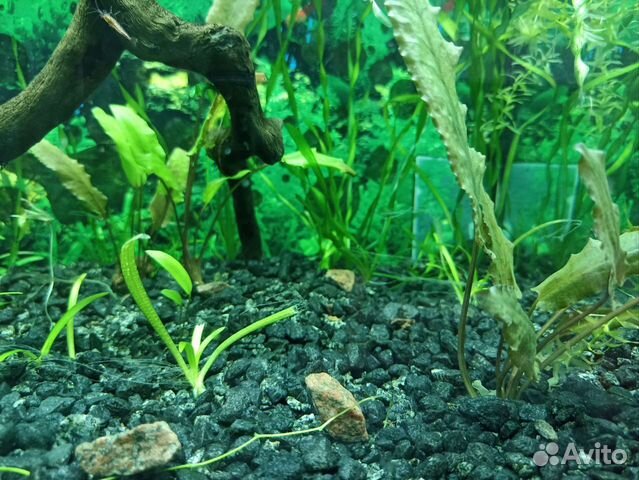 Валлиснерия, криптокорина и aquabalance тотал