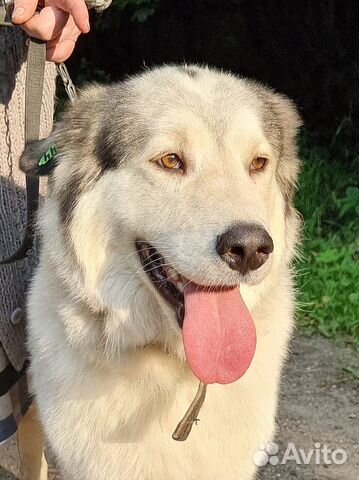 Собака в добрые руки