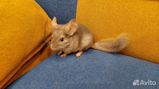 Шиншилла мальчик гетеробеж 2.5 месяца