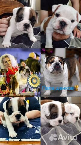 Продаются щенки Английского бульдога