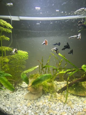 Рыбки Гуппи