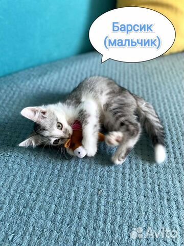 Котенок, котик