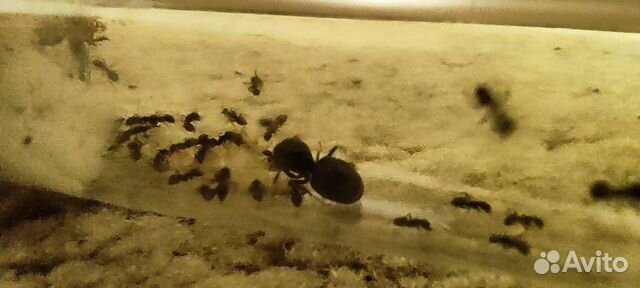 Муравьи lasius Niger