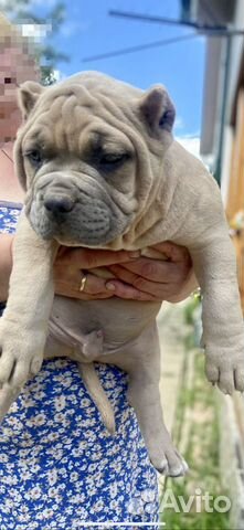 Мальчик Американского булли