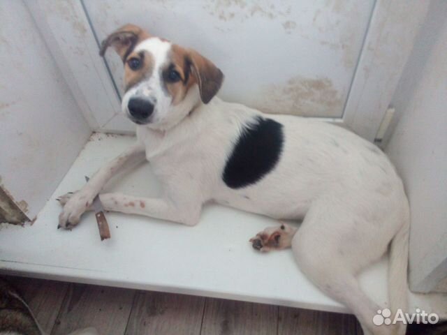 Щенки-подростки