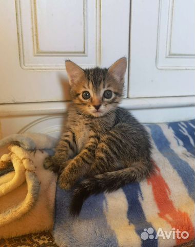 Добрая малышка в добрые руки