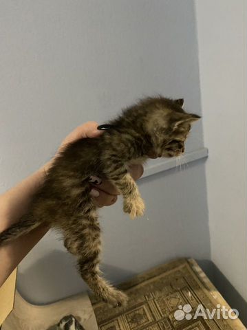 Котята бесплатно