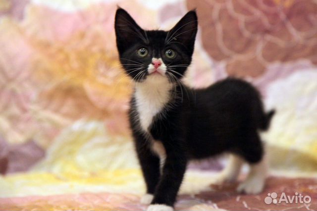 Кому счатье в дом