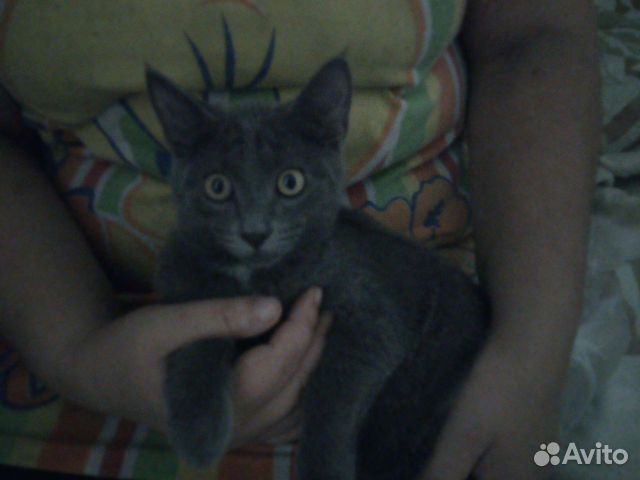 Котенок девочка в добрые руки