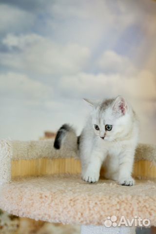 Шотландская серебристая кошка