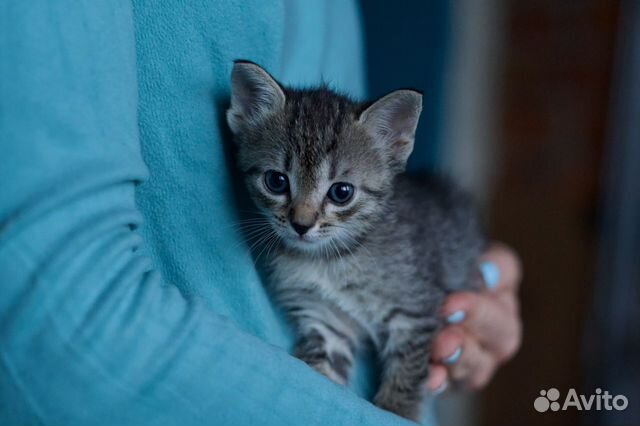 Котёнок Манюша