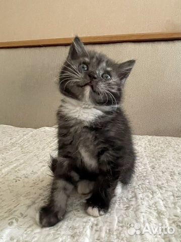 Британские котята