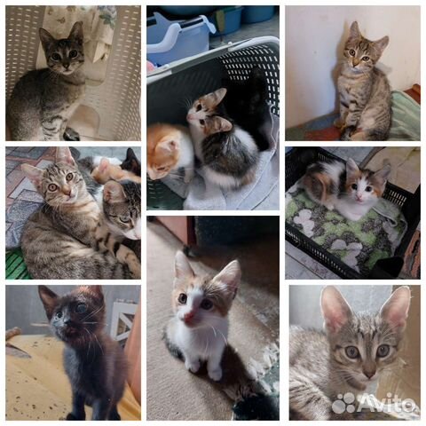 Отдают котят в добрые руки