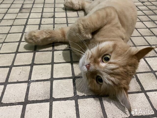 Кот