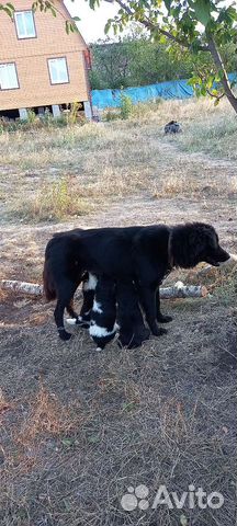 Собака в добрые руки щенки