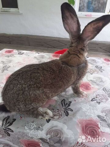 Кролик Бельгийский Великан