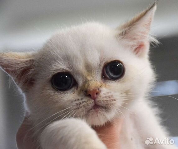 Кошки шотландцы